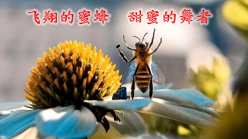 辛勤的小蜜蜂,是一个用舞蹈传递甜蜜信息的舞者