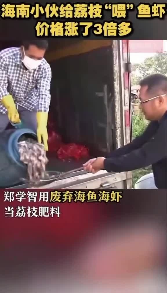 男子给荔枝"喂"鱼虾价格涨了三倍