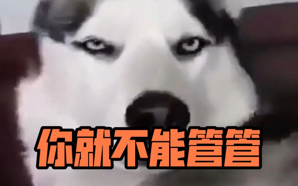 你管不管!管不管!