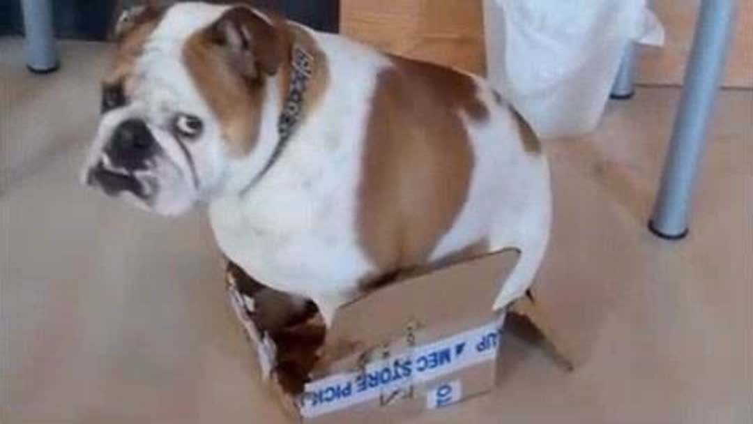 宠物狗狗生气的样子很可爱
