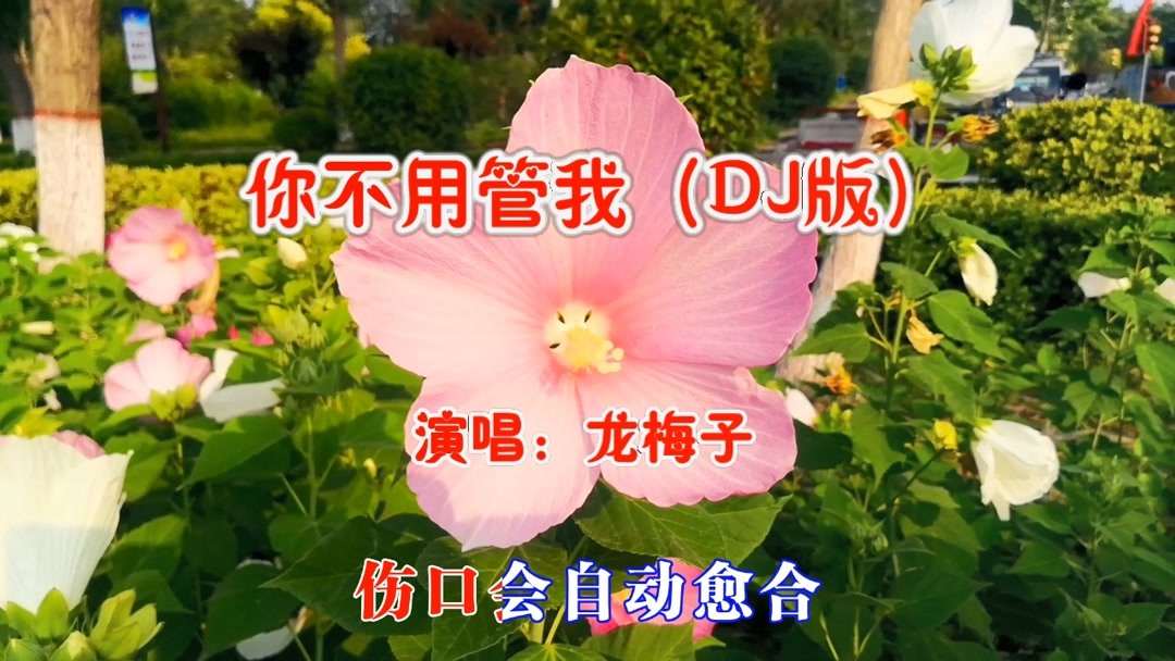 龙梅子一首歌曲《你不用管我》唯美抒情的旋律,非常好听!