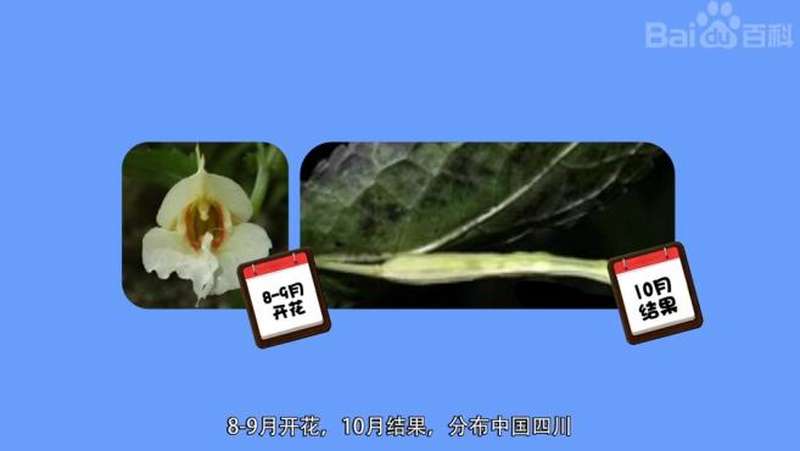 「秒懂百科」原来紫萼凤仙花长这样