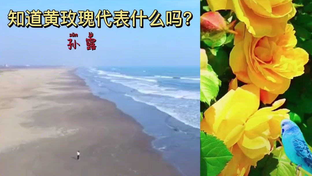 知道黄玫瑰代表什么吗?