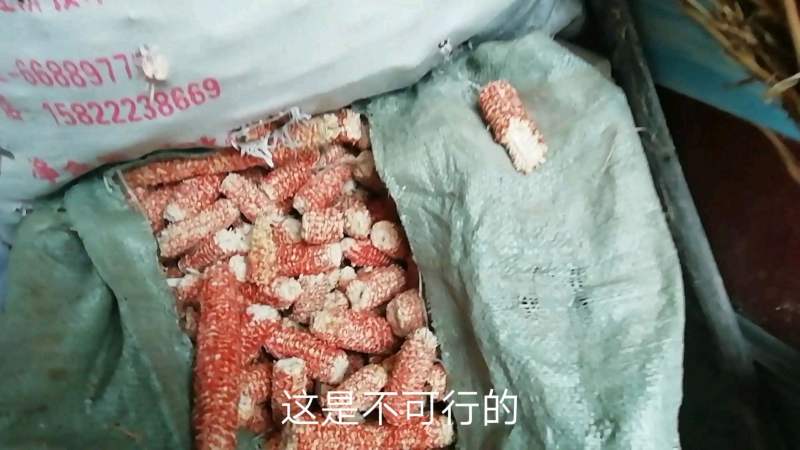 农村随处可见的玉米芯能治病,网上说的是真的吗?有谁信