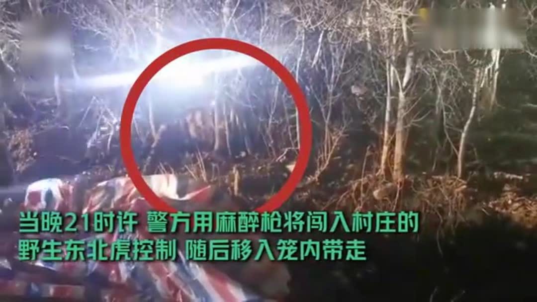 黑龙江进村东北虎已被送至饲养繁育中心将接受进一步检查