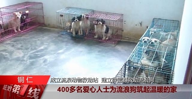 400多名爱心人士为流浪狗筑起温暖的家 建立微信群救助流浪狗