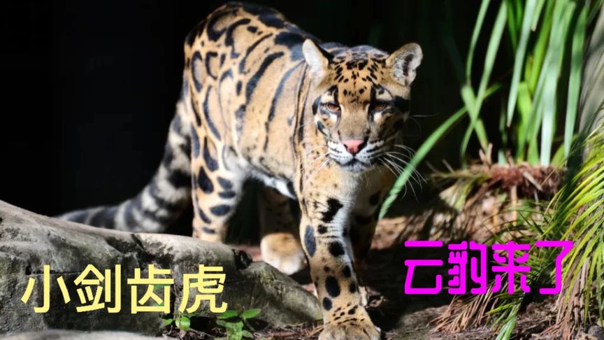 云纹大猫,丛林杀手,云豹。珍稀动物如何保护?