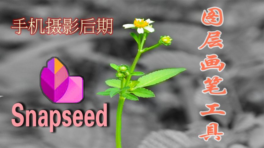 使用snapseed指划修图画笔工具修改图层让照片同时显示黑白与彩色