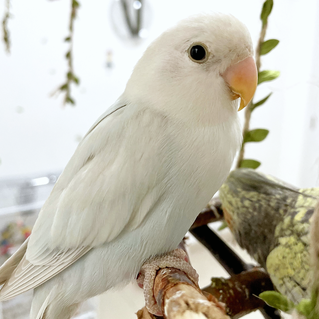 松伊小宠 