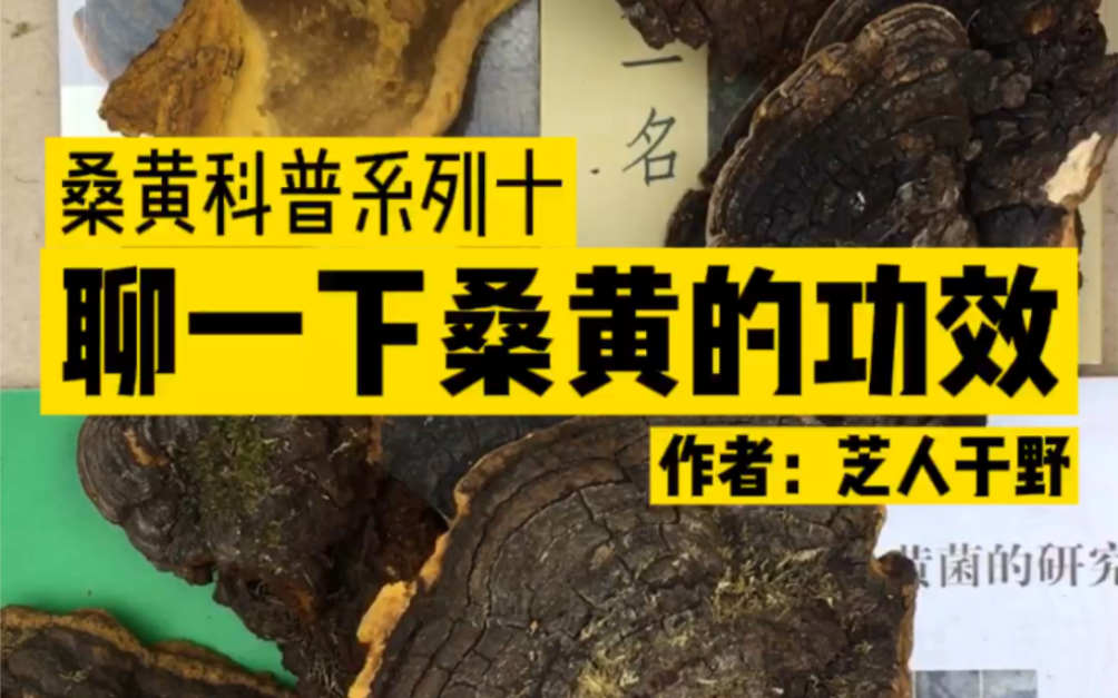桑黄科普系列(十)聊一下桑黄的功效