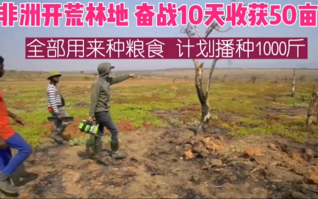 小伙非洲开荒林地10天收获50亩,全部用来种粮食,计划播种1000斤