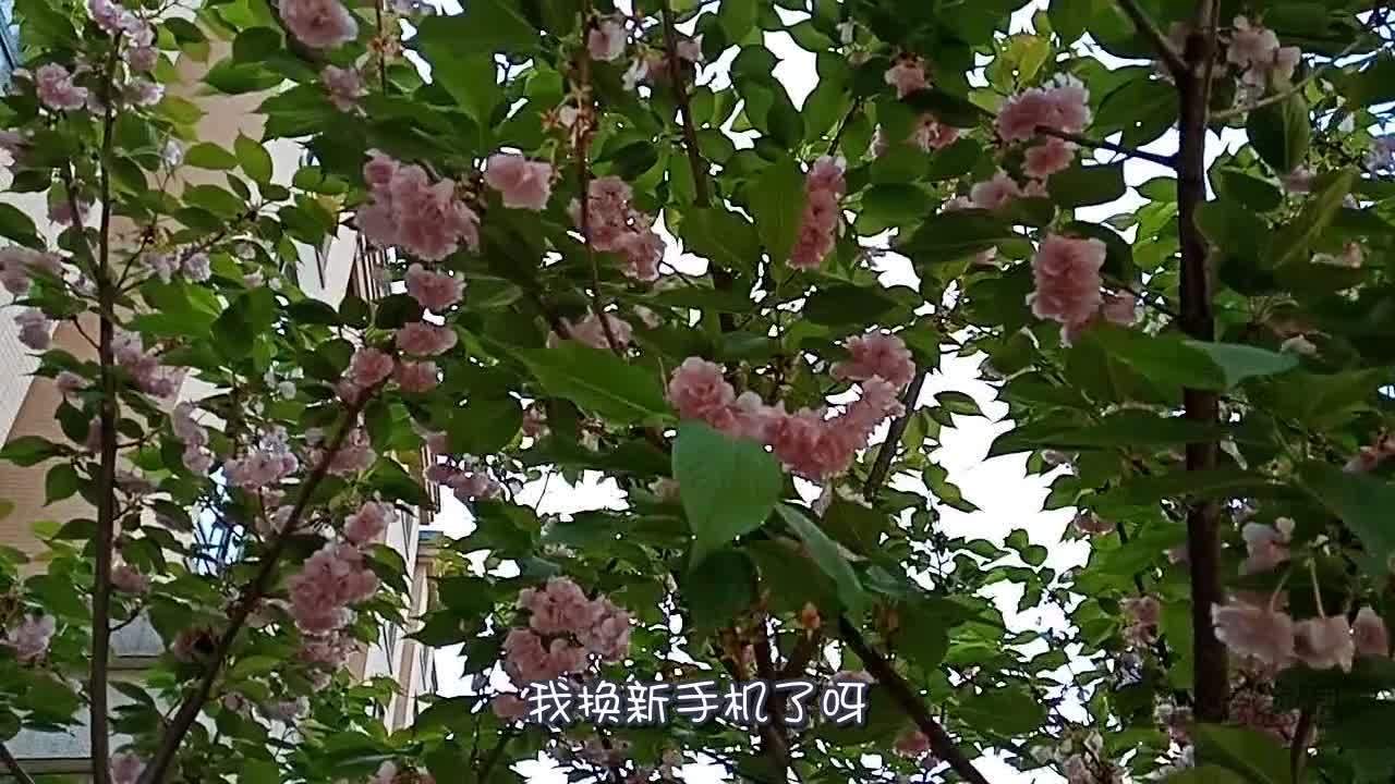 3分钟小教程,纸上画美食,樱花冻酸奶甜甜圈草莓冰激凌