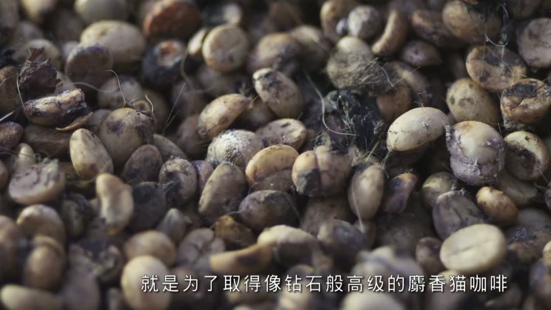 【日育德养】麝香猫咖啡介绍