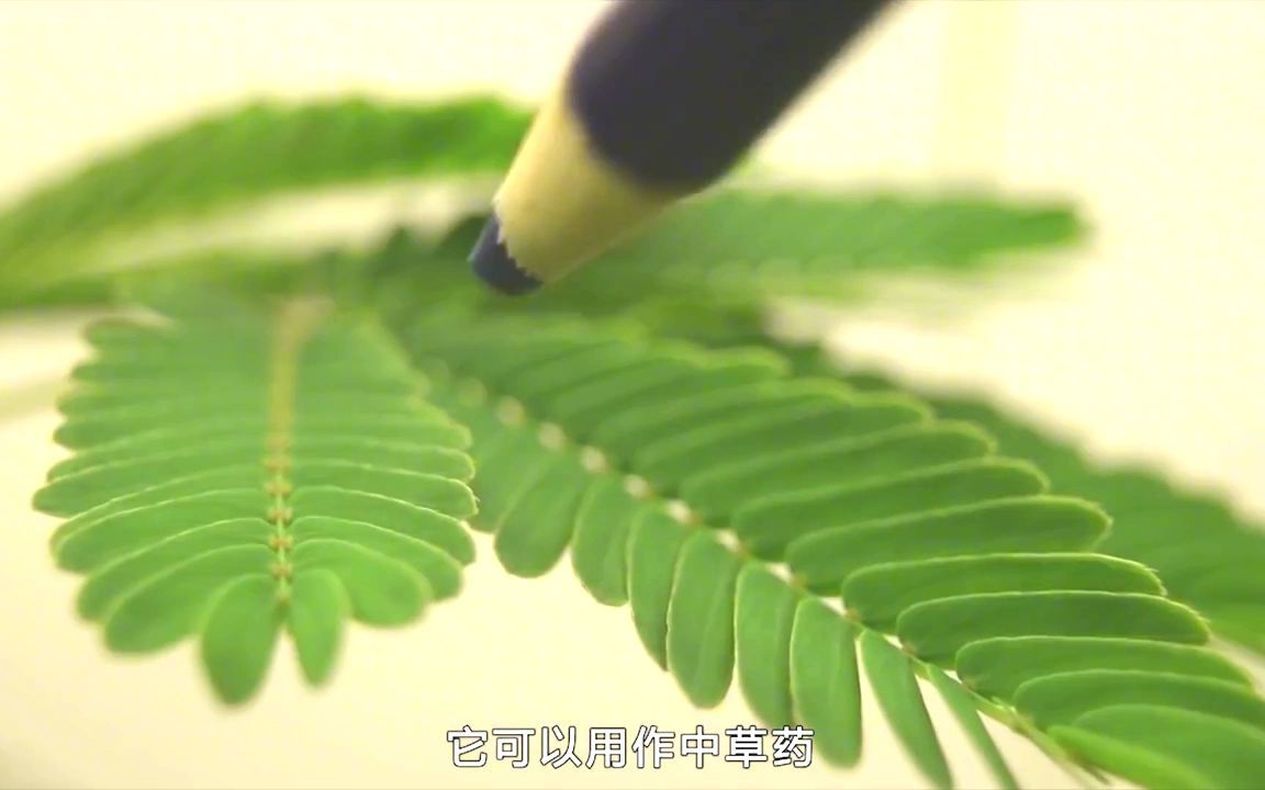 四种最“神奇”的植物,叶子上面还能站一个成年人!