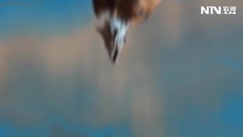 折纸大师还会做动画,这么全能?