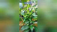 【北尤园林】你知道松树皮的用处吗?