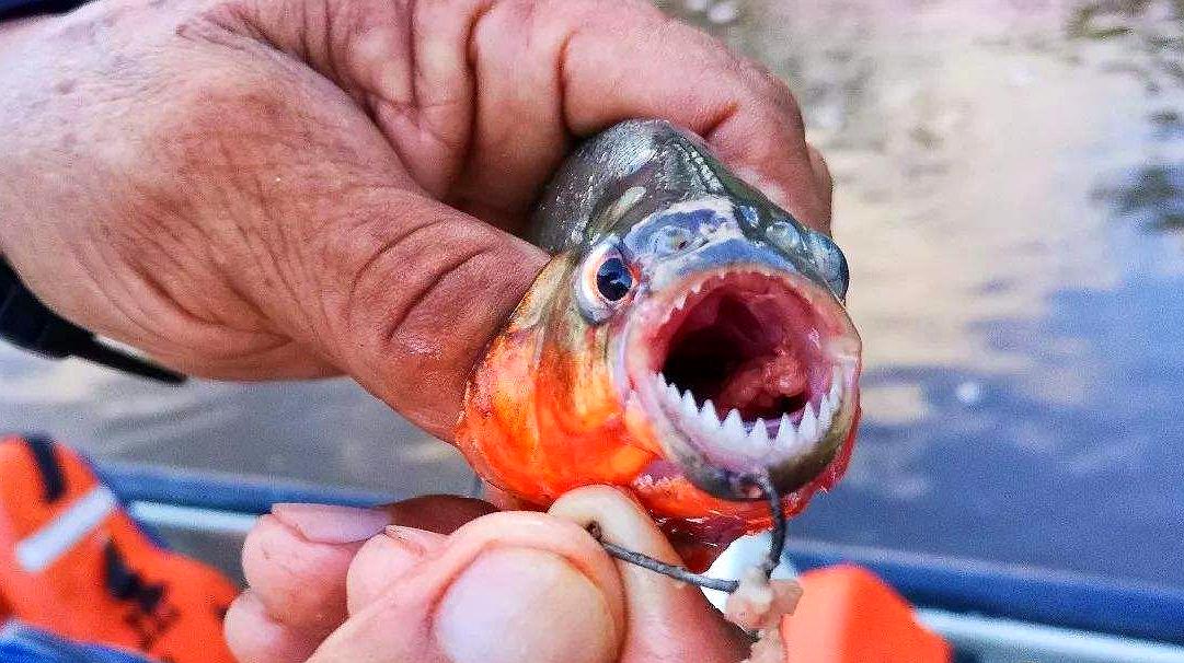 世界上最可怕的鱼,看着十分不起眼,却比食人鱼恐怖100倍!