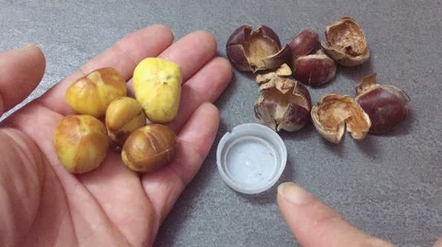 生板栗去壳原来这么简单,只需一个瓶盖,一秒剥一个,简单又快速