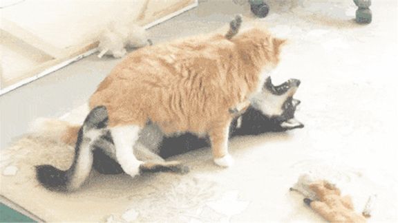 猫和狗在一起总是避免不了打架,猫咪:跟蠢狗打架从来没输过