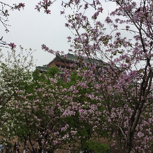 农学饱饱 