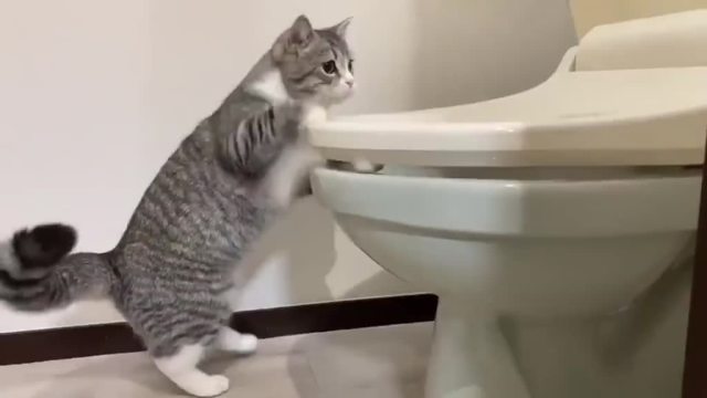 猫咪用马桶上厕所 姿势标准惊呆铲屎官 网友:别耽误孩子上大学!