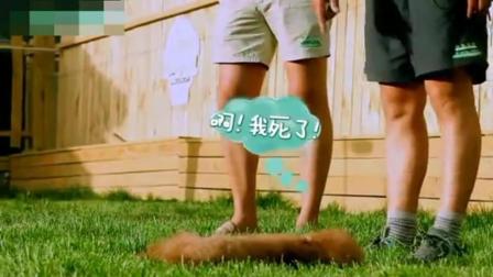 银狐犬的训练 最新卡斯罗犬打架视频 博美狗狗剪毛俊介教程