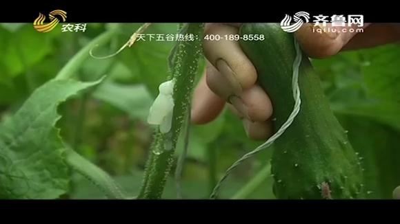 黄瓜“流鼻涕”是啥原因?专家讲出原因,解决方法很简单,来看看