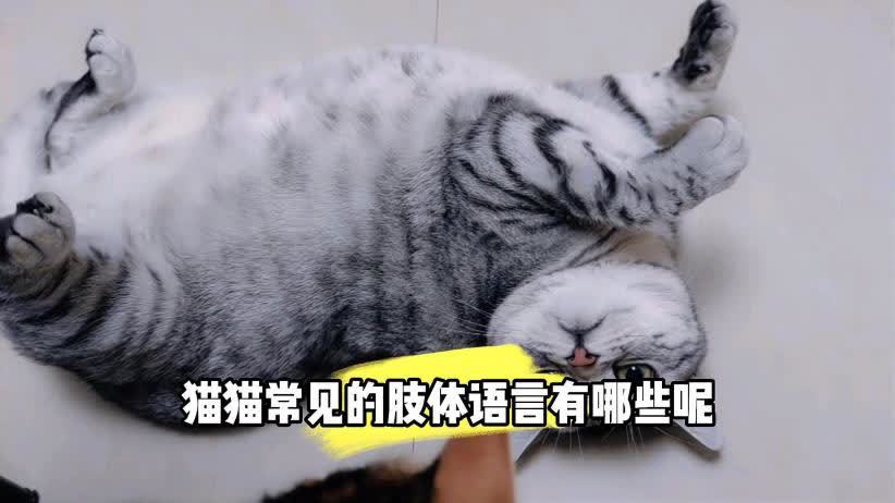 猫猫常见的肢体语言有哪些呢?