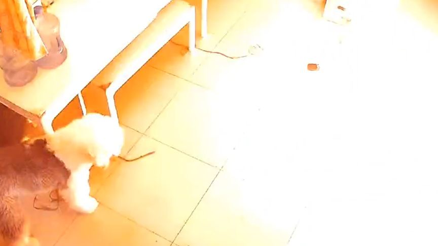 监控实拍!北京两宠物犬在家咬爆充电宝,电池当场爆燃