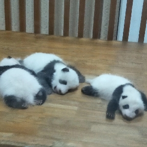 m森林木 