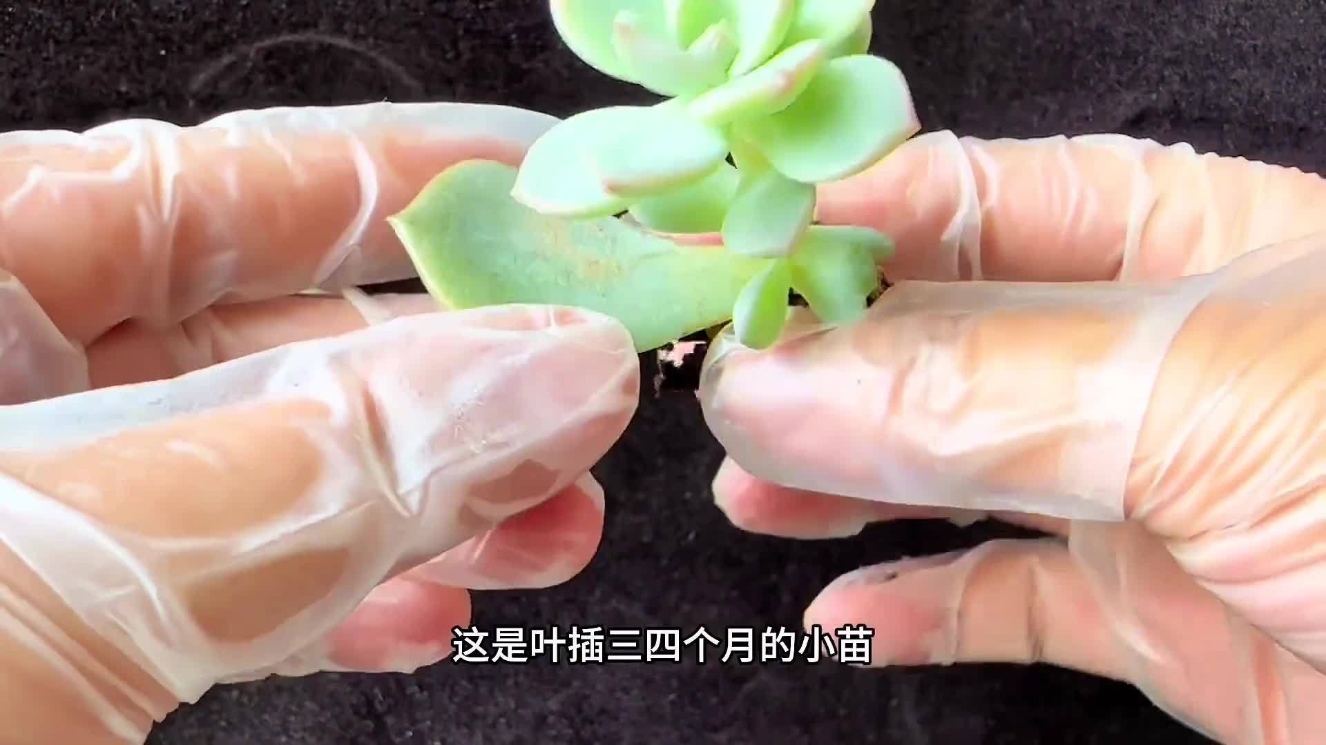 最详细的叶插小苗生长全过程,还不会叶插的抓紧收藏起来#我的多肉...