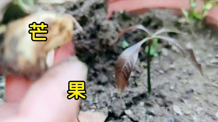 小伙作妖——在大东北种芒果,也不知道能不能结,就当是盆栽吧!