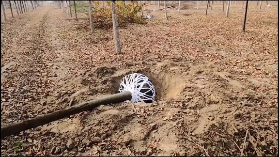 10公分老白腊电线杆,满地飘。2020太难了!