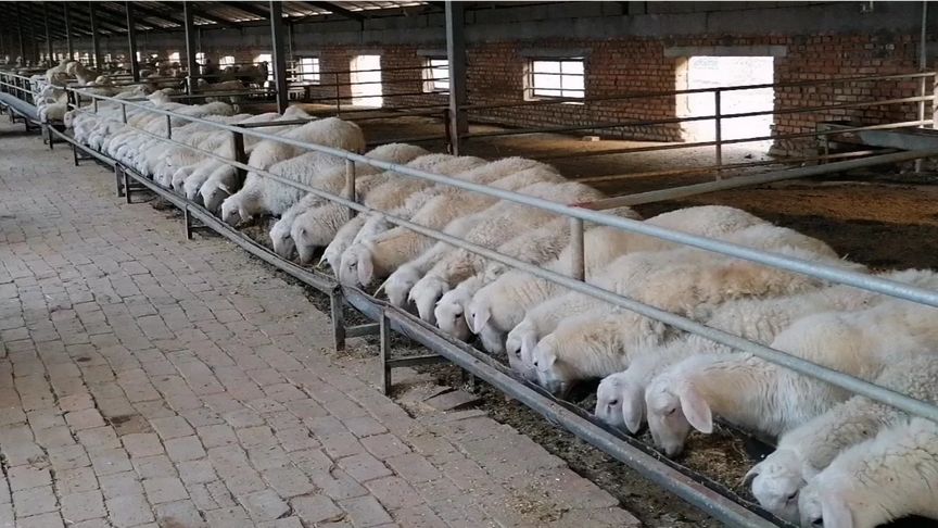 母羊缺硒,繁殖羊四大危害,朋友记得收藏哦