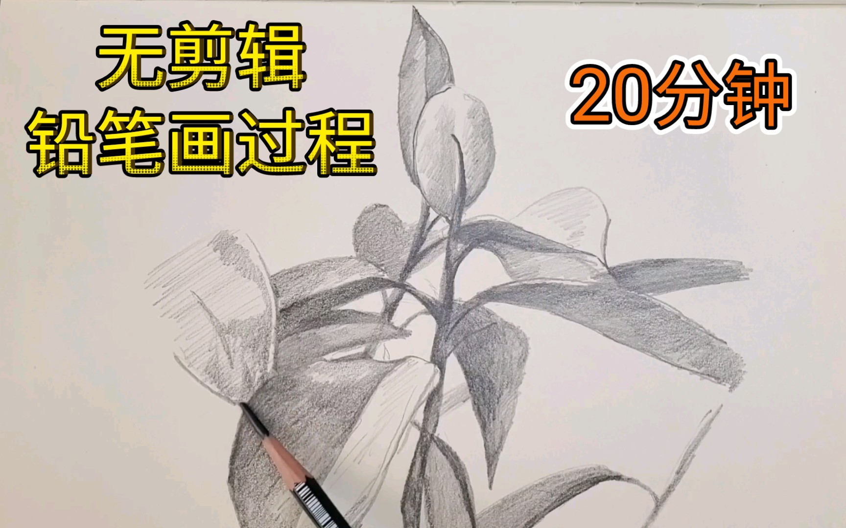 【绘画过程】素描,速写,铅笔画 | 植物叶子 | 于雷