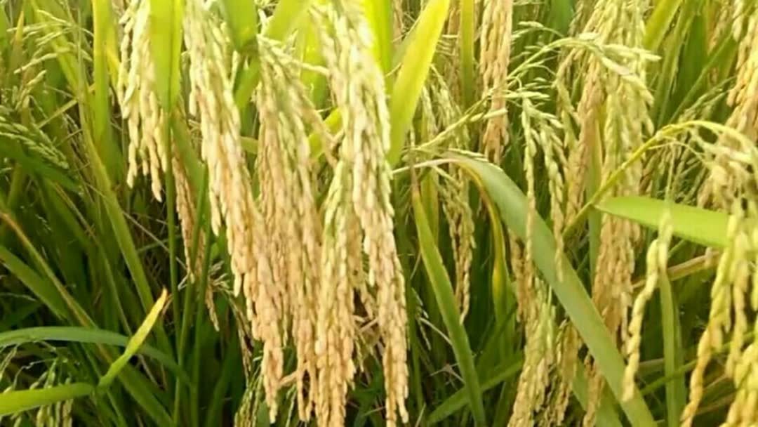 农村大伯水稻这样种,不仅产量高米质好,还不得病,赶紧去学学。