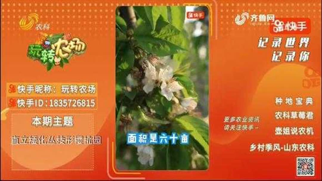 农户采用新种植管理模式,樱桃树直立生长,占地面积小|乡村季风