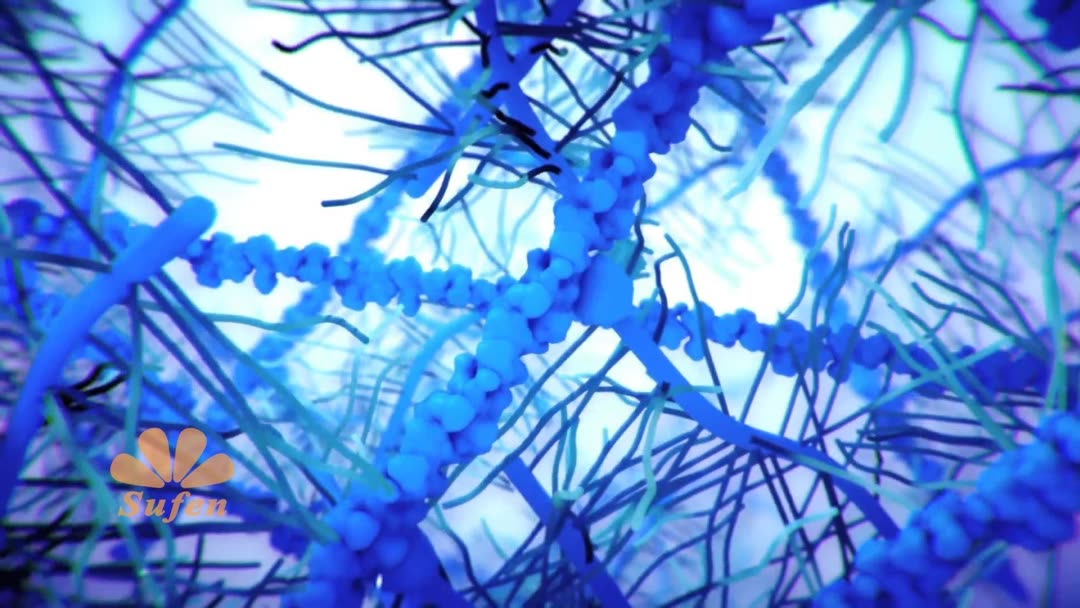 美妙的人体展示动画三维动画医学动画世峰数字科