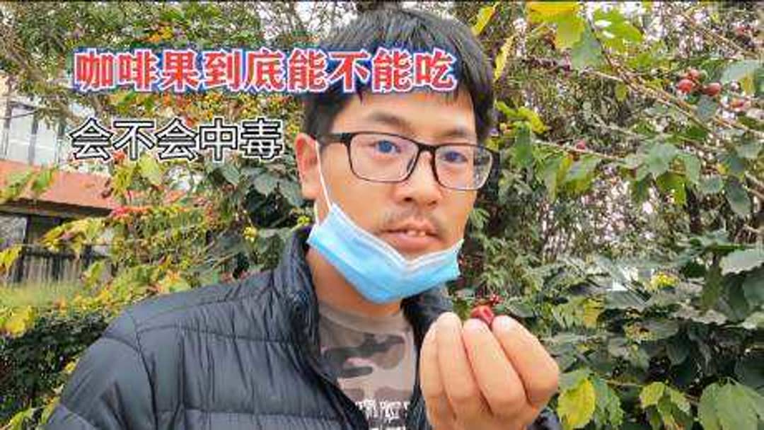 普洱街头发现咖啡树,咖啡果鲜艳诱人,自驾游小伙忍不住尝了一下