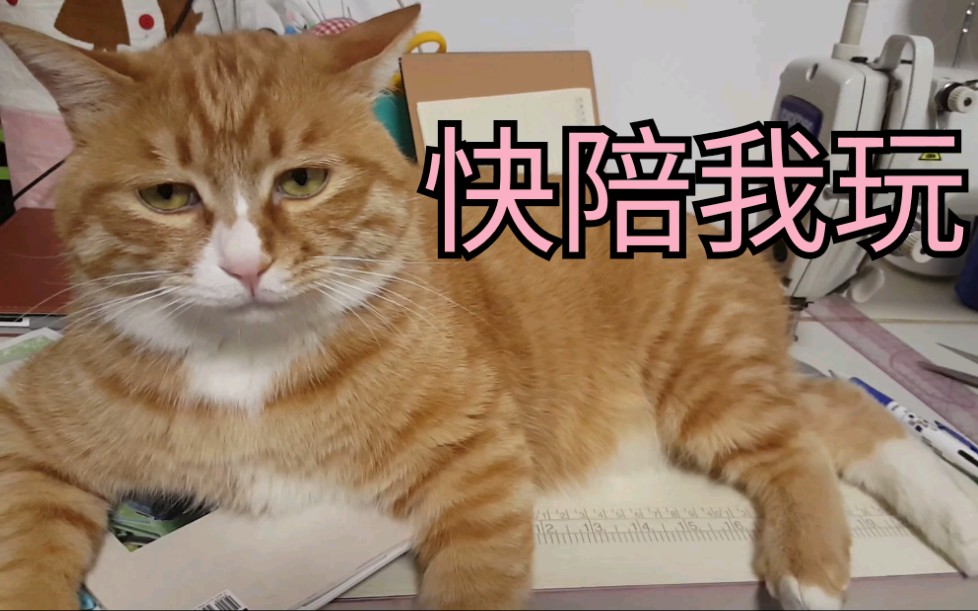 【橘猫蛋糕的日常】粘人中华气死猫撒娇时是怎样一种场面?片尾有...