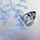 女貌郎才的哈希姆库琴科 