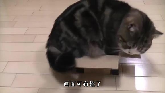 猫咪玩与自己体积不相符的纸箱,下一秒请大家憋住别笑