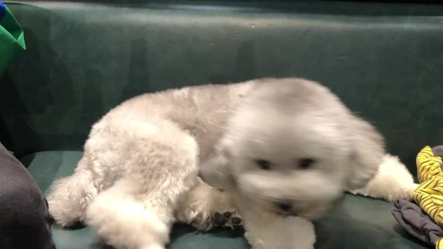 把你们的修勾都交出来ߘ�#灰泰迪 #家有傻狗 #萌宠 #可爱到爆炸ߒ