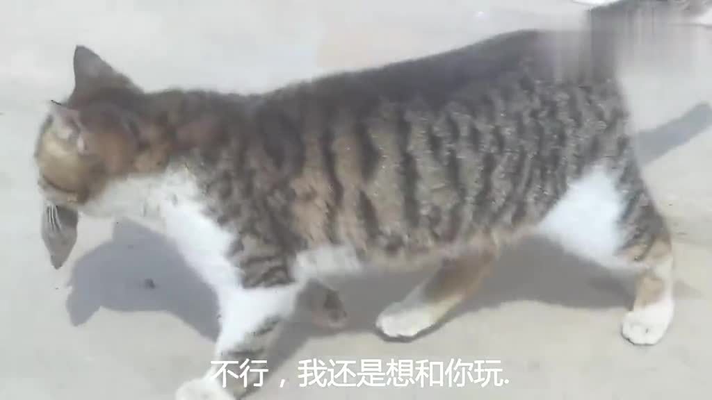 实拍猫抓老鼠,猫咪只是想和小老鼠玩捉迷藏,一直挑逗它