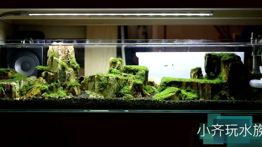 迷你长缸造景-岩石与摩丝水草结合的很美!