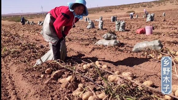 东北老板在内蒙承包2000亩地种土豆,起收时只要大不要小,为啥