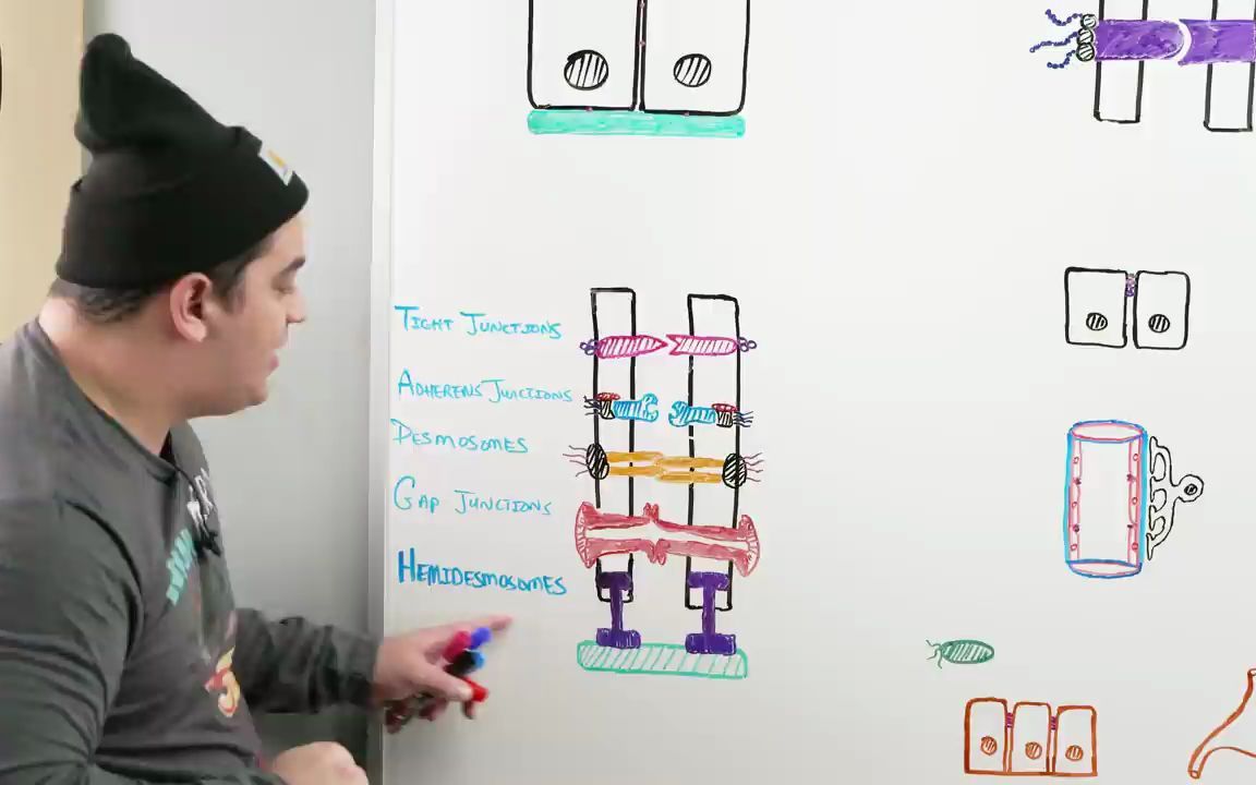 细胞连接Cell Junctions