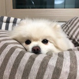 chenzitong100 