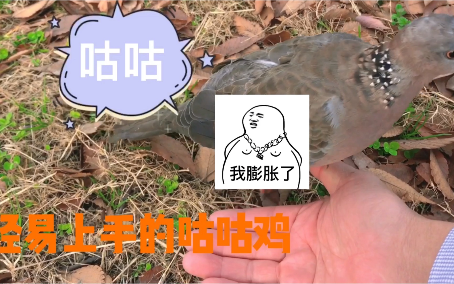 被流浪猫袭击后伤势好转,有点小膨胀的咕咕鸡