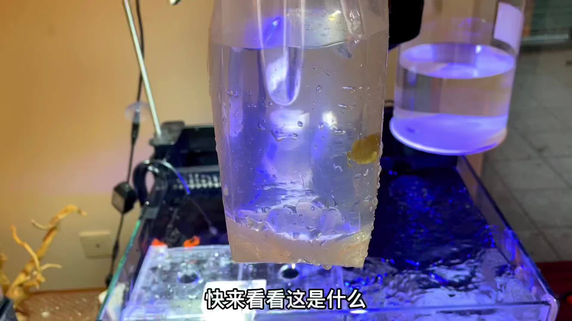 一只长得像杨桃一样的小牛角鱼